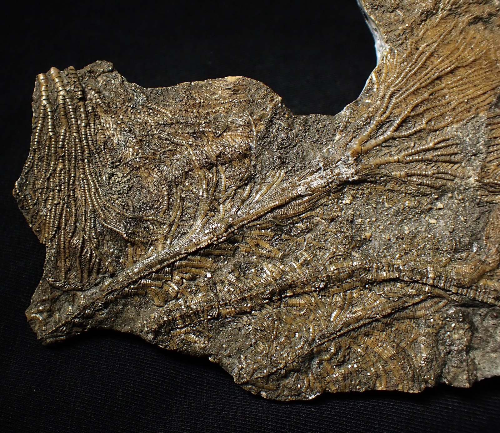 Large and rare highly detailed multi-crinoid fossil (220 mm) Jurassic ...