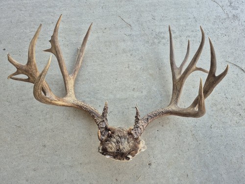 World Class Mule Deer Antlers Boone And Crockett Record Books Cabin ...