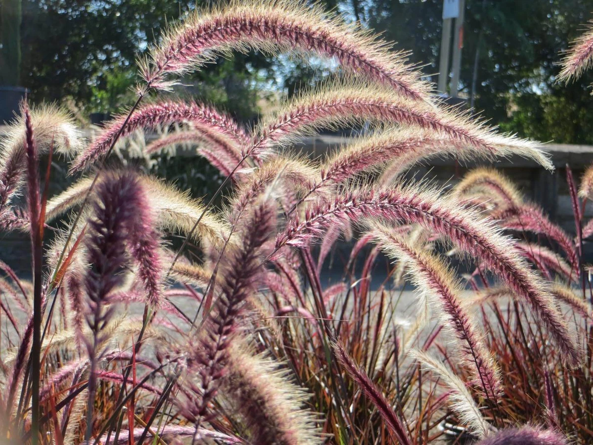 Pennisetum Setaceum Rubrum