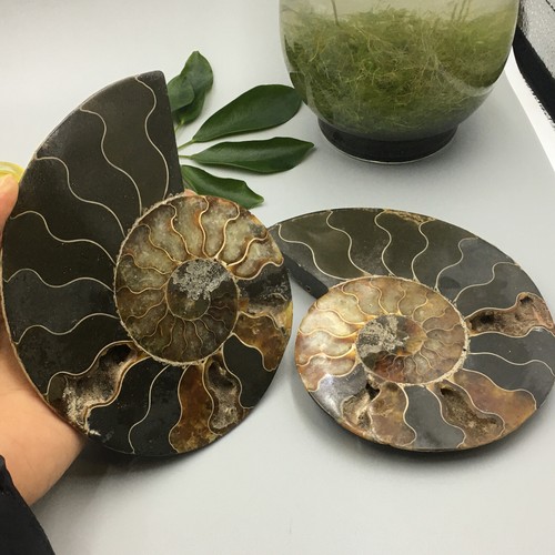 520g Natural Ammonite Disc Fossil Conch Specimen Healing | eBay