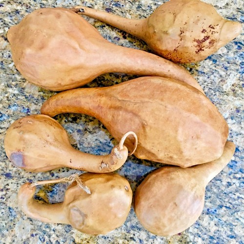 6 LG Authentic REAL Dried+Preserved SQUASH Thanksgiving Table Decor ...