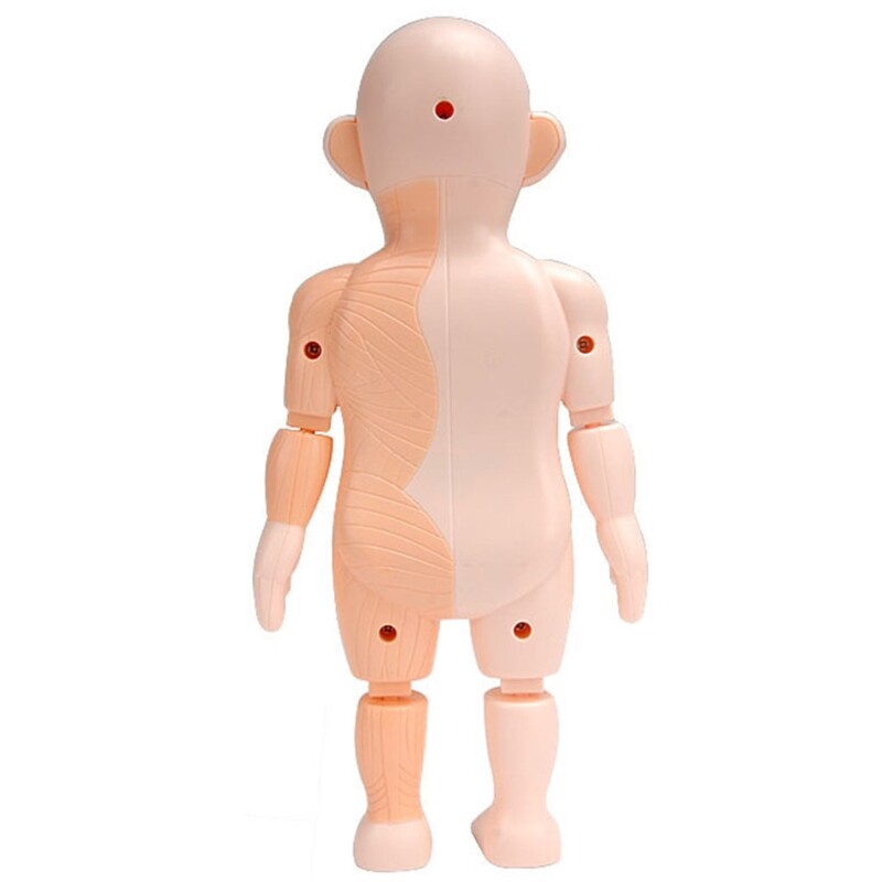 1Set for Creative Realistic Human Body Model Human Organ for ...