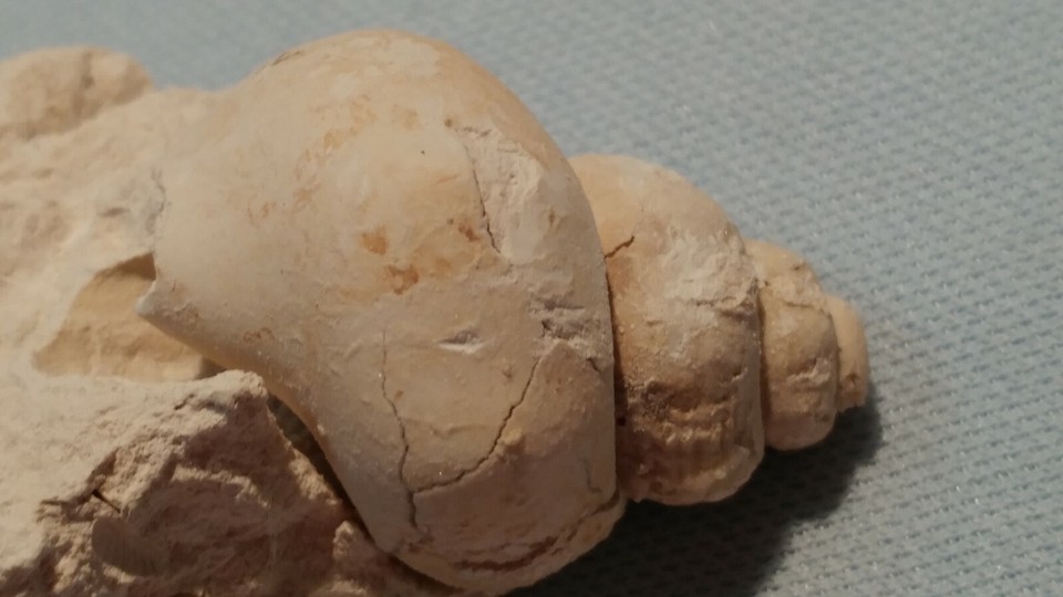 Rare FOSSIL Extinct SHELL from FLORIDA - Vasum subcapitellum | eBay