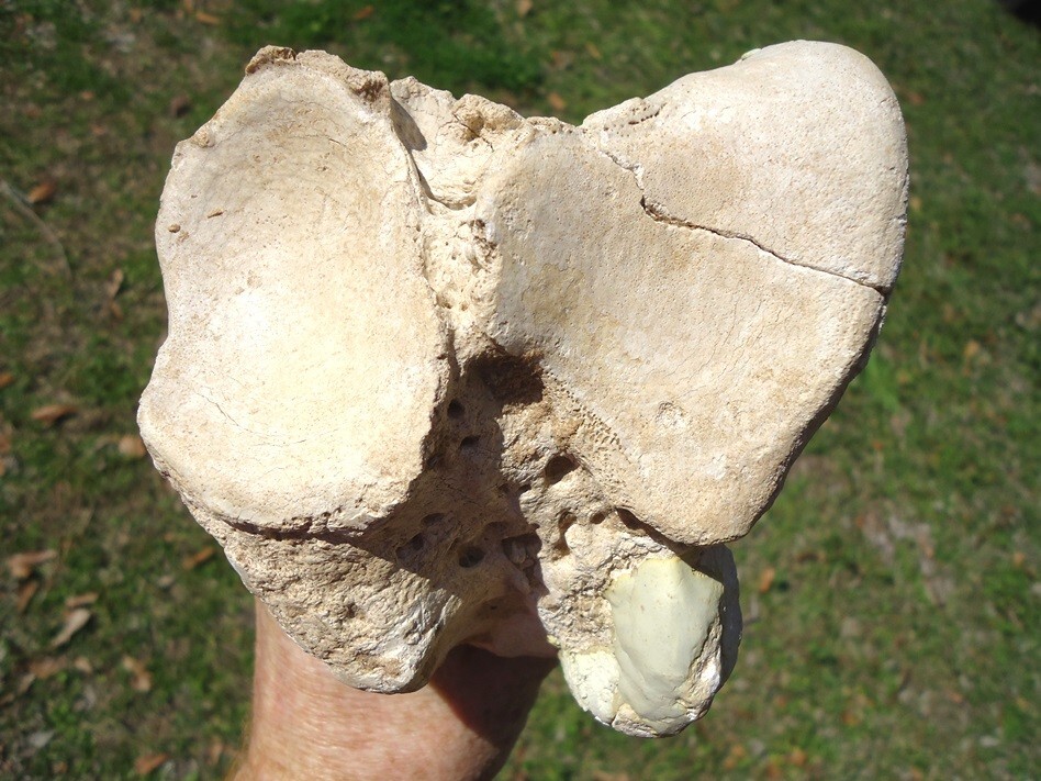 VERY RARE MEGALONYX SLOTH TIBIA LEG BONE FLORIDA FOSSILS ICE AGE ...