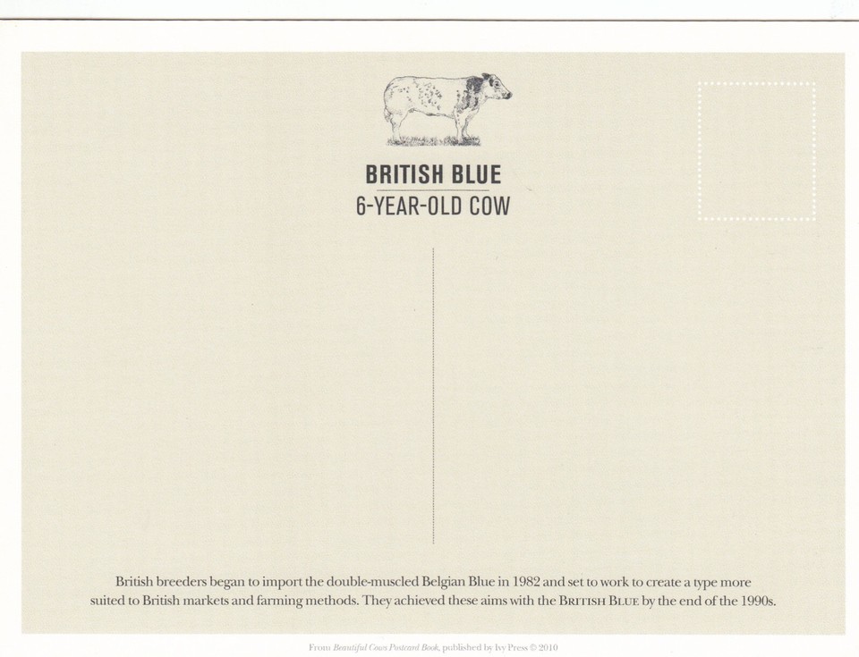 Cattle Dairy Shorthorn Cow Postcard (143191) | eBay UK