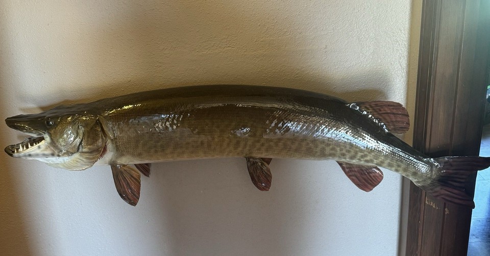 Muskie Taxidermy Skin Mount 49 Inches Long The Fish Was In Musky Hunter ...
