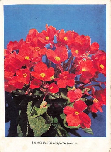 alte AK Begonia Bertini compacta, feuerrot ungelaufen Ansichtskarte ...
