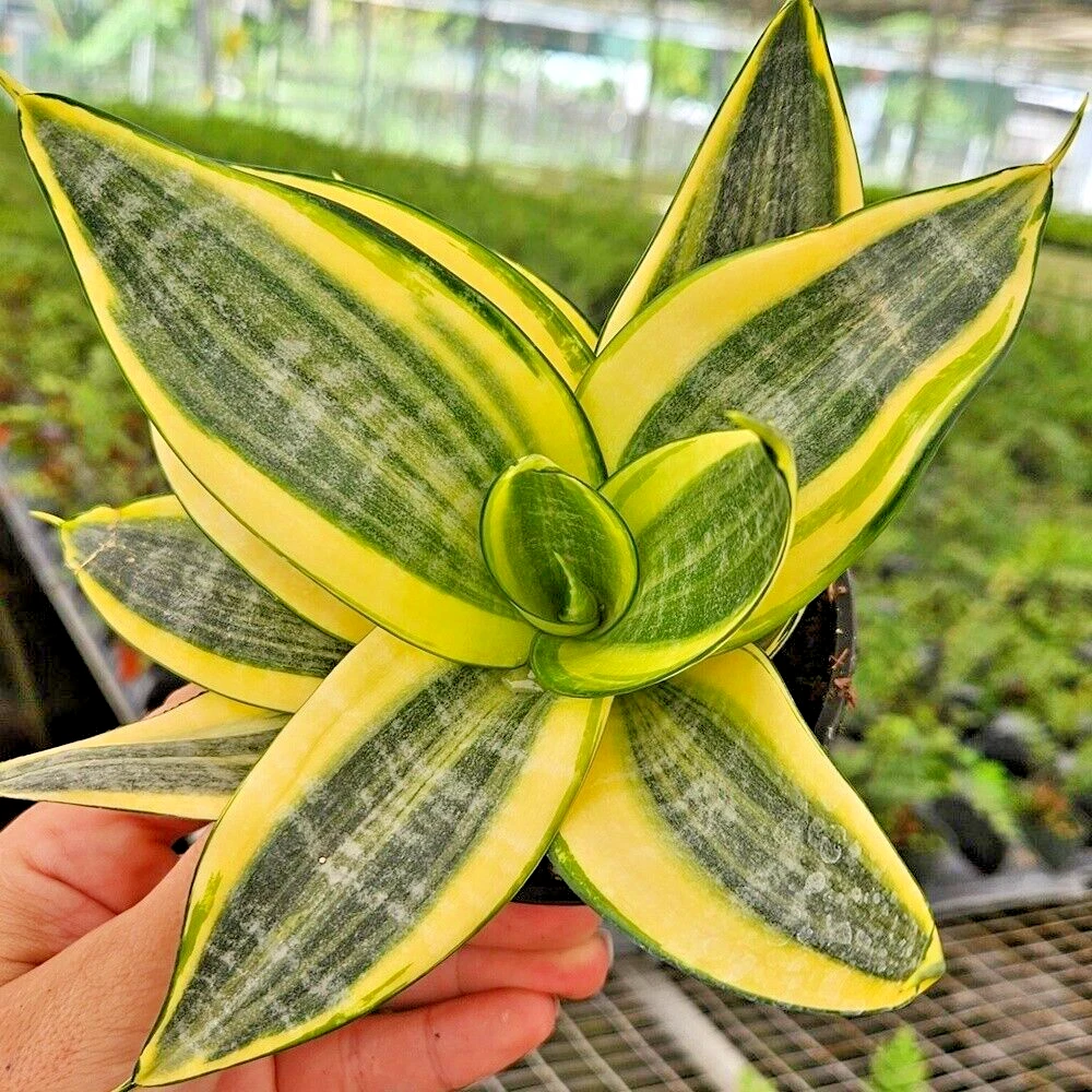 Sansevieria Trifasciata Cultivars