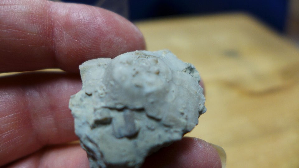 GEOLOGICAL ENTERPRISES Silurian fossil crinoid cup Siphonocrinus dignus ...