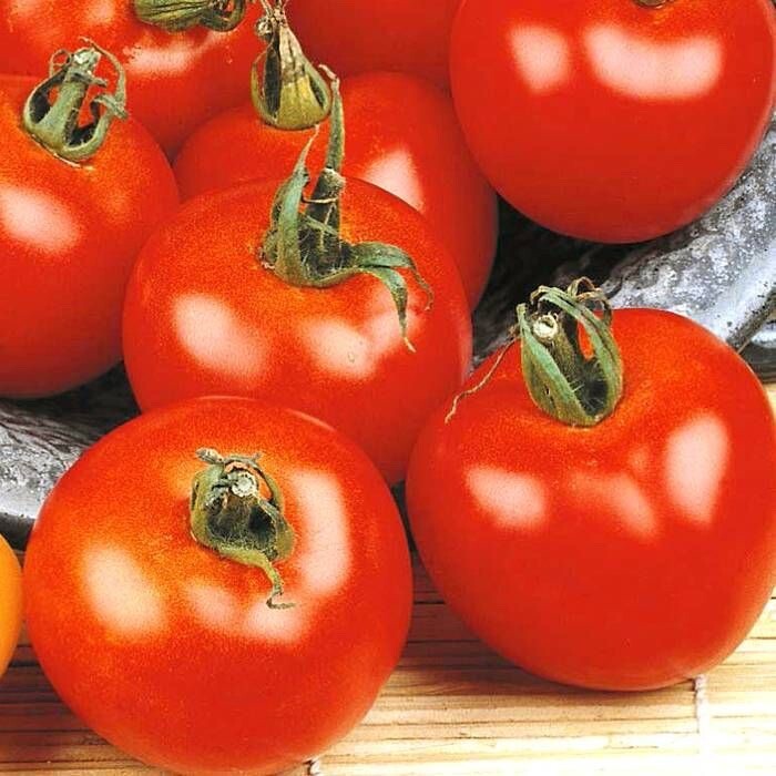 3x Tomato Moneymaker Plug Plants! READY NOW! x3! | eBay