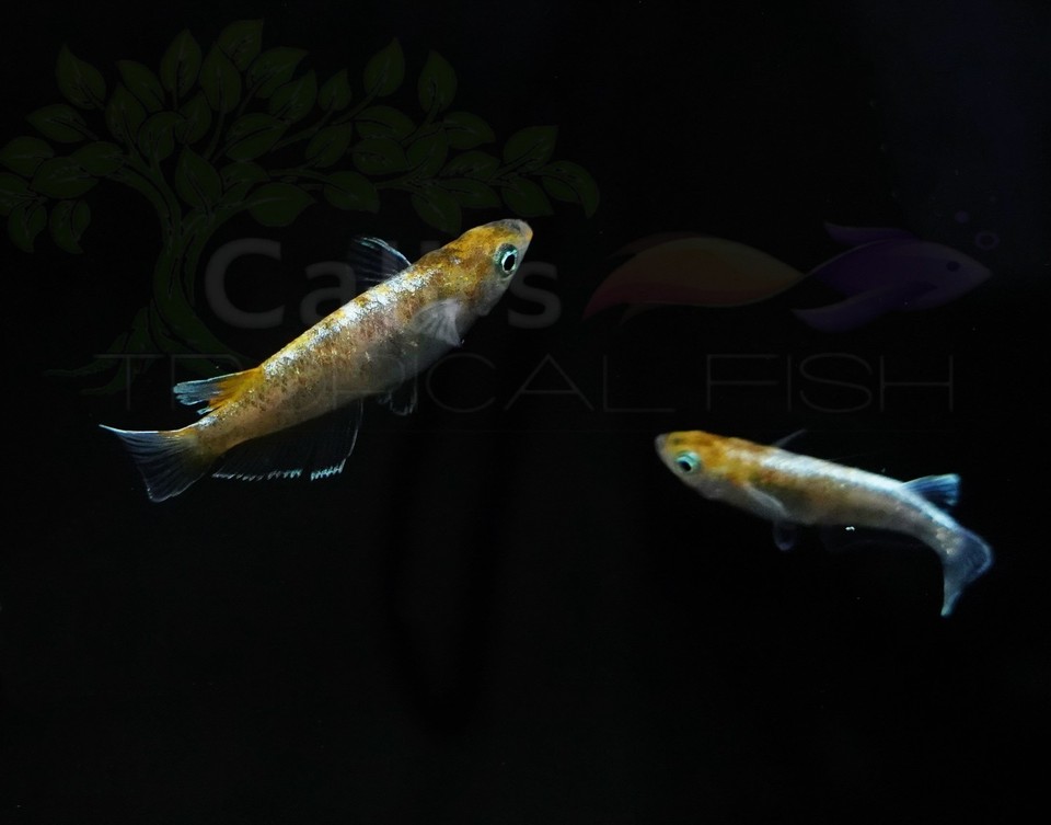 3+1 (FREE) OLF Rice Fish - Freshwater Medaka Rice Fish - FREE SHIPPING ...
