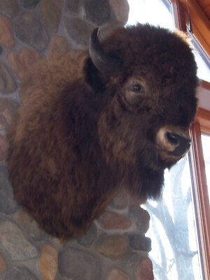 American Bison Trophy Shoulder Mount - Museum Quality | eBay