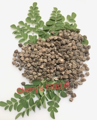 100+ SEEDS Organic Moringa | Malunggay SEEDS for Planting | eBay