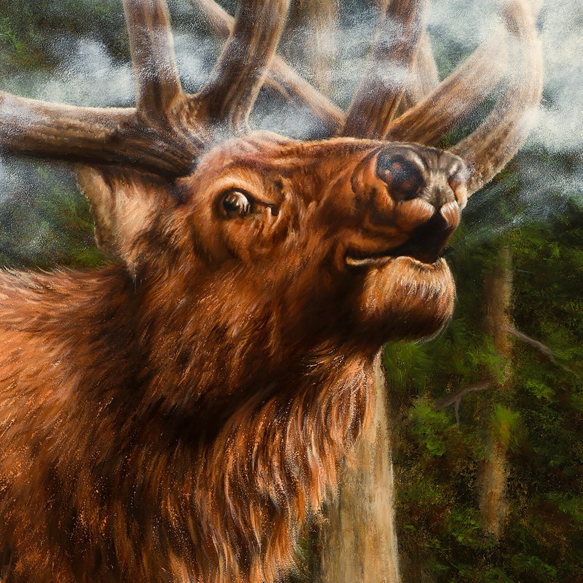 Wildlife Art Elk