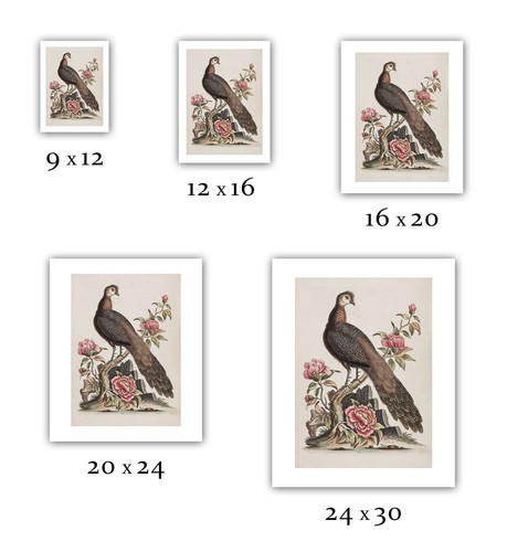 George Edwards : "Peacock Pheasant from China" (c.1747) — Giclee Fine ...