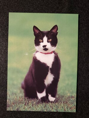Socks the cat (Clinton) Postcard- Arkansas Postcard Company #BC-108 | eBay
