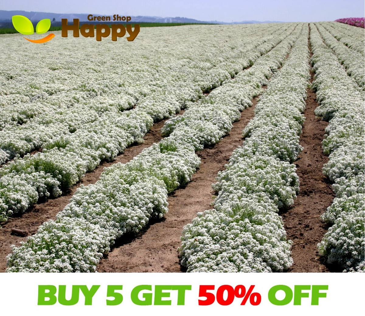 Landscaping With Alyssum Winter Gardening Tips For Your Sugarmill