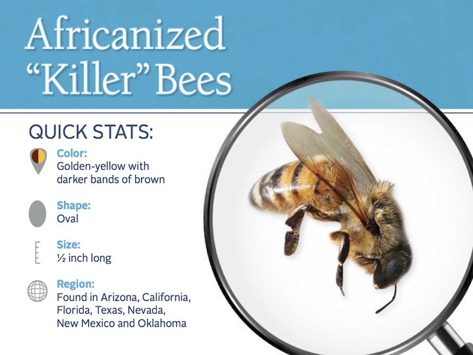 24 Rare Real Africanized bee {{{ KILLER }}} Honey Bees Dry SPECIMEN ...