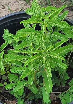 50++ STONEBREAKER Seeds (Phyllanthus Urinaria) Chamber Bitter ...