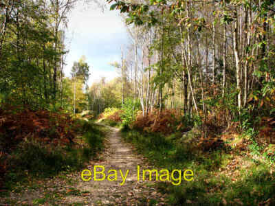 Photo 6x4 Footpath in Creech Woods Furzeley Corner c2008 | eBay UK