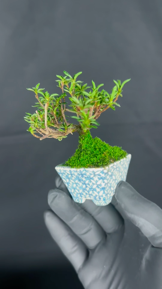 japanese mame Azalea Saotome komachi bonsai tree (suzuki pot) | eBay