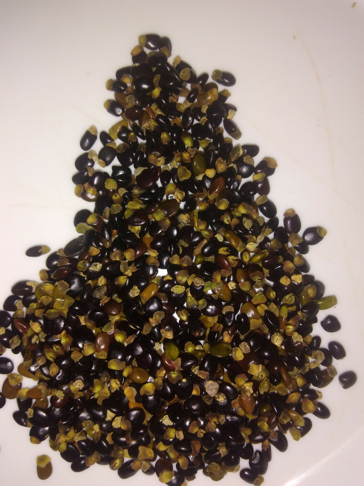 Tagasaste AKA Tree Lucerne 500 seeds - hardy high protein animal fodder ...