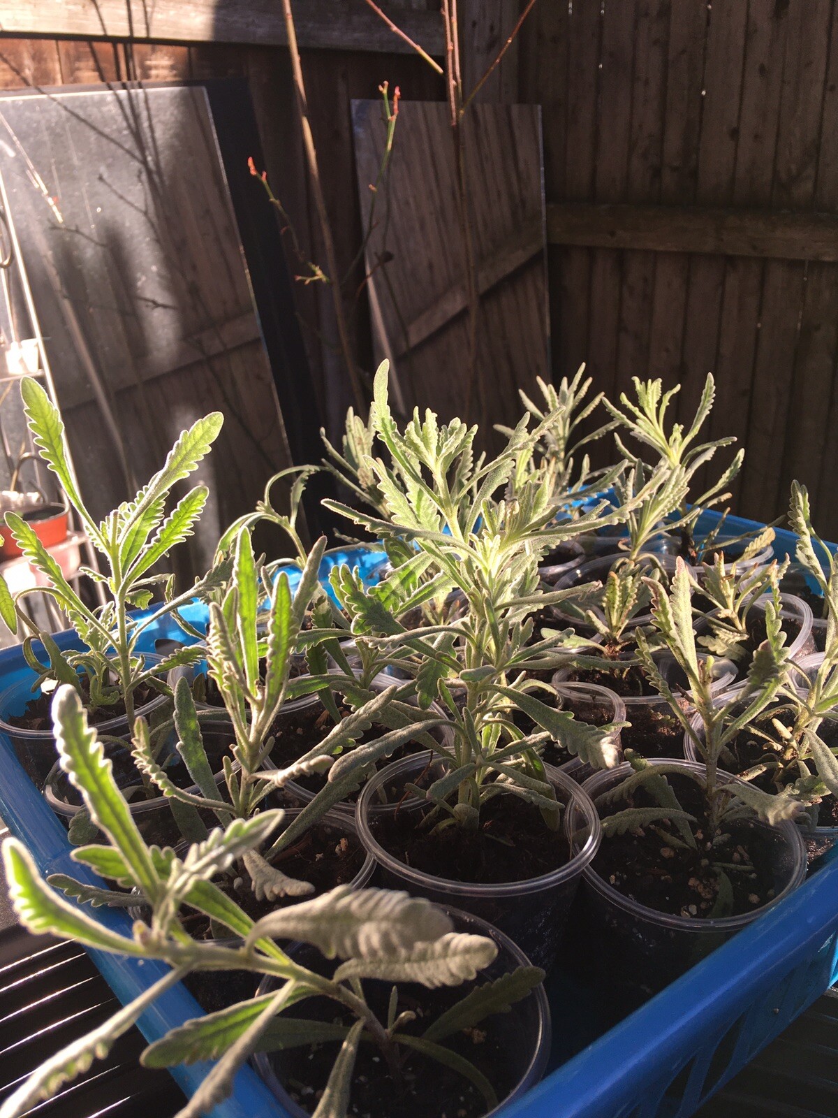 Lavender starter well rooted plant ! pollinator! cold hardy! plug ready ...