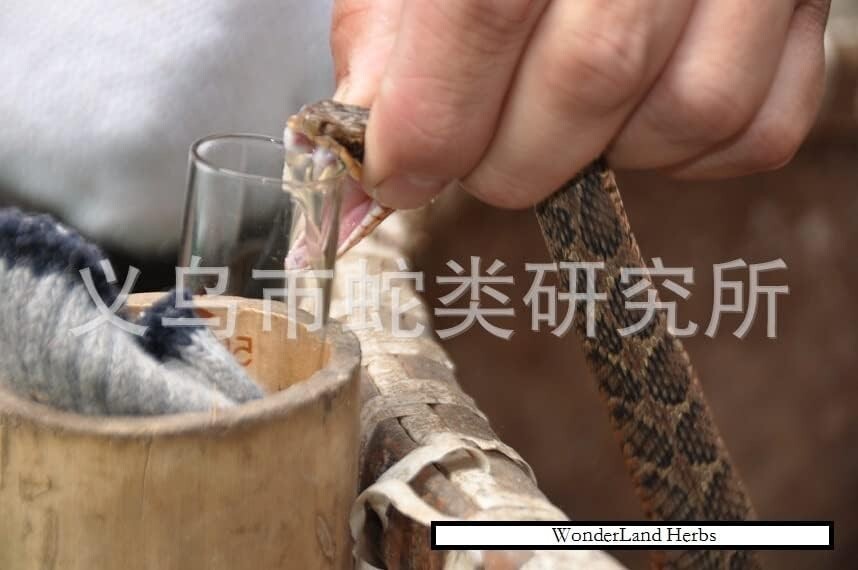 Freezing Dried Snake Venom 1 Grams. extracted from Vipera russelli ...