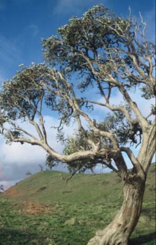 Olearia Traversii Fast Growing Evergreen Hedging Plant Shrub | eBay UK