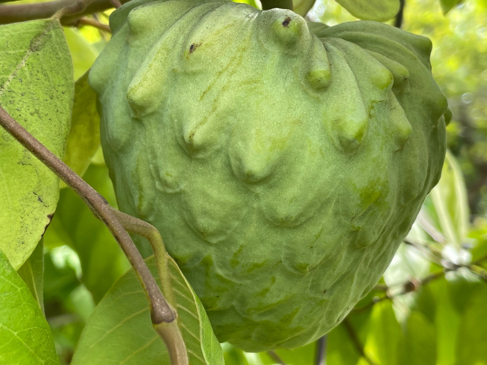 20 Seeds of Rare El Bumpo Cherimoya, Atemoya | eBay