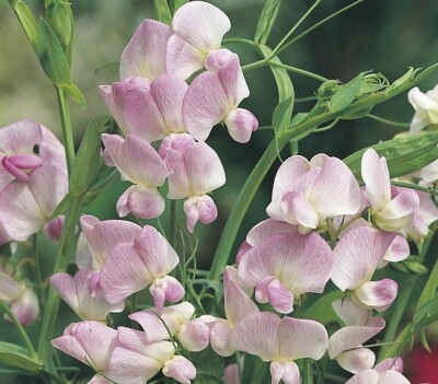 4 x Everlasting Sweet Pea 7cm pots Hardy Perennial Climber Lathyrus ...
