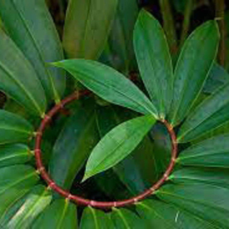 Insulin Plant Leaves Powder Dried Costus Igneus Thebu Organic Natural ...