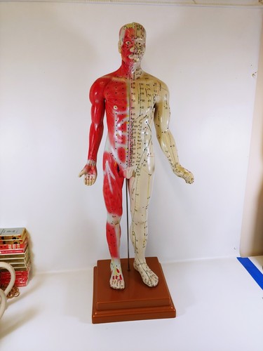 Vintage Chinese Acupuncture Doll Display Tall Male Model Anatomical ...