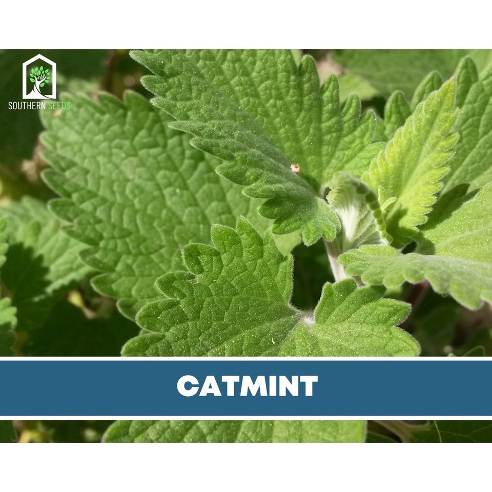 Catmint Seeds, Heirloom Medicinal Herb, Nepeta mussinii, USA Grown | eBay