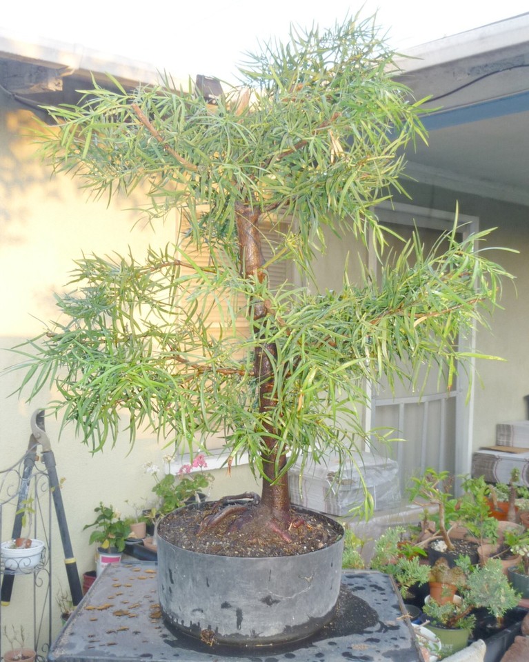 Weeping Buddhist Pine Podocarpus Macrophyllus Pre Bonsai Dwarf Japanese ...