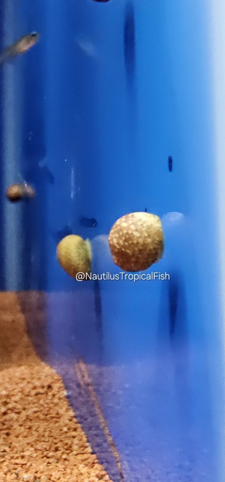 Pink Lady Nerite Snail - (Clithon sowerianum- "Pink Lady") | eBay