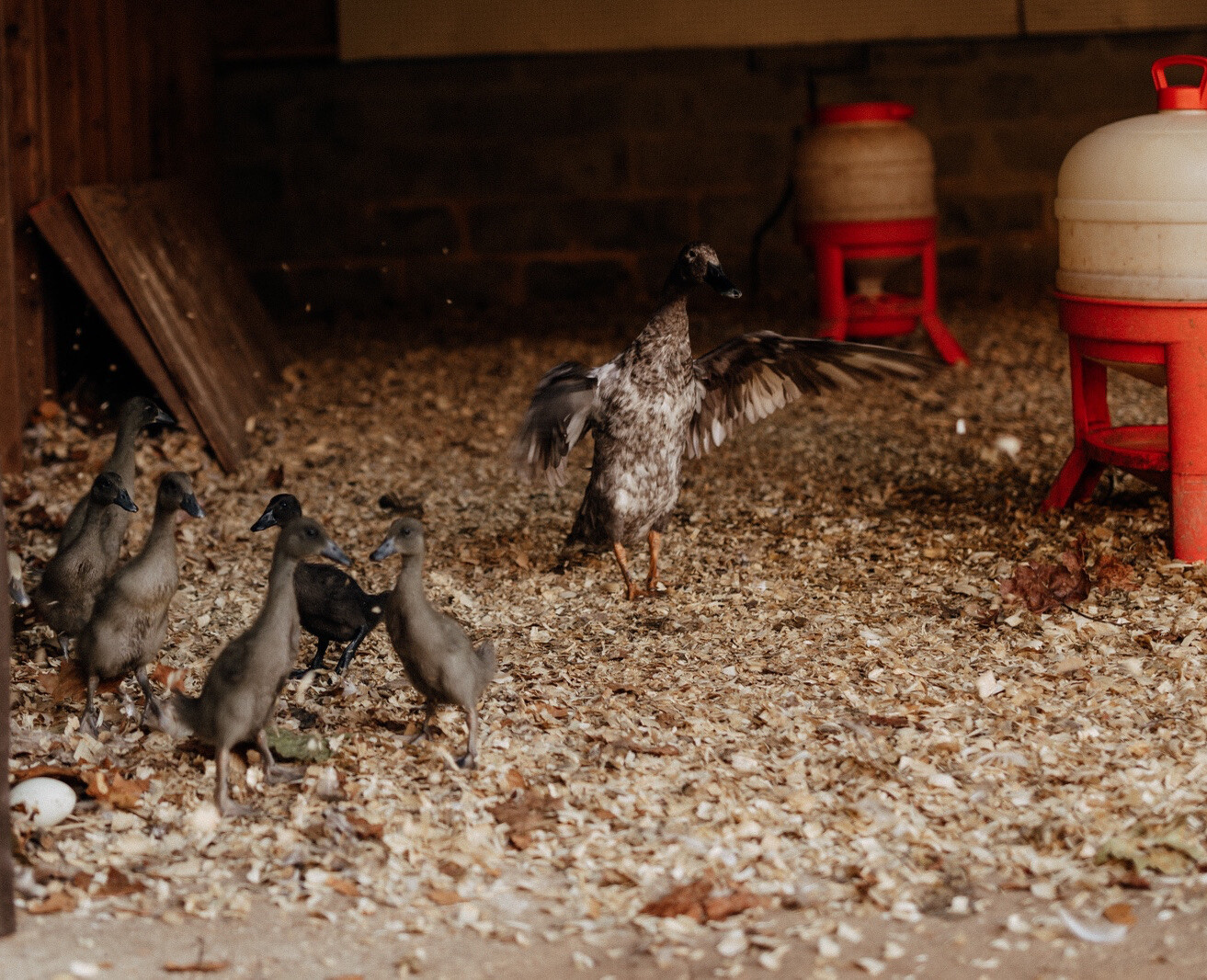 6 Fertile Duck Eggs For Hatching! Khaki, Blue Runner, Harlequin, Cayuga ...