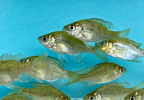 Bluegill - Small up to 2" | eBay