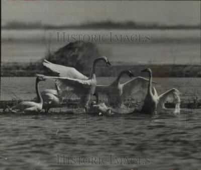 1961 Press Photo Trumpeter swans fighting for a comeback, Green Bay, WI ...