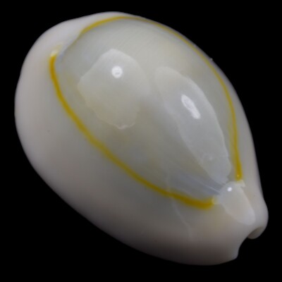 CYPRAEA (Monetaria) ANNULUS (Ille des Pins, New Caledonia) 24.0mm ...