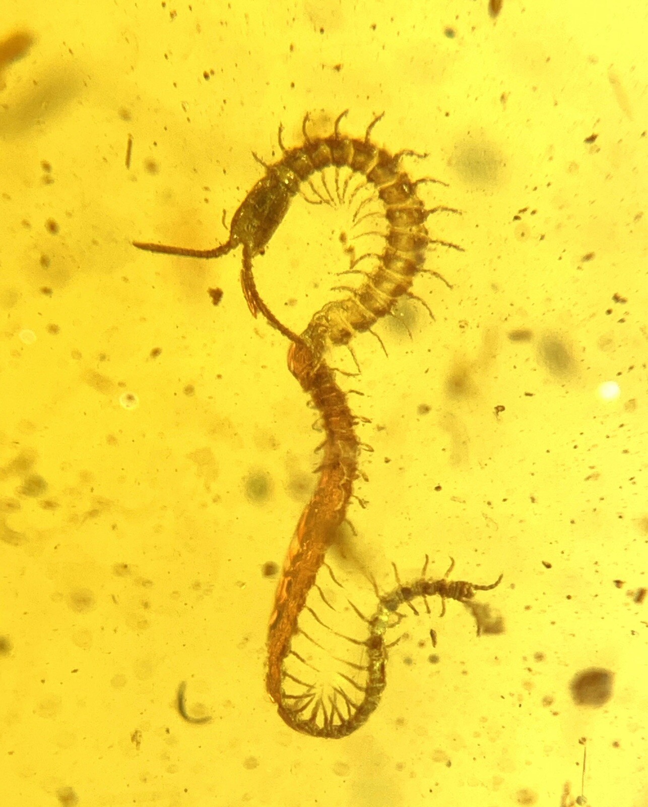 Rare Superb centipede Burmite Natural Myanmar Insect Amber Fossil | eBay