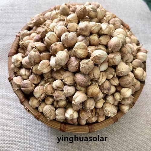 纯天然白豆蔻 Round Cardamom /Amomun Kravanh Pierre Ex Gagnep/Myristicae Sm | eBay