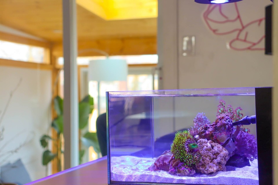 Mantis Shrimp Aquarium - All in one filter - Brand new - Marine AIO ...