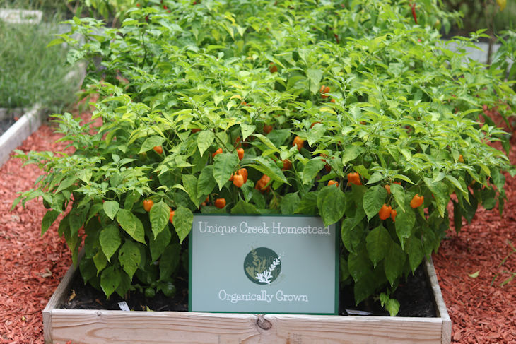 NAGA VIPER 10 Pepper Seeds 1,400,000+ Scoville SHU SUPER HOT Chili ...