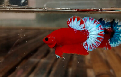 super quality hellboy red/blue star tail MALE OR FEMALE/BREEDING PAIR ...