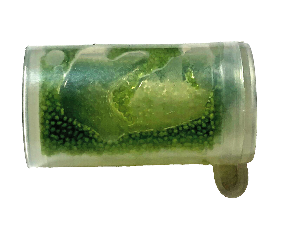 Wolffia sp. smallest flowering plant on earth, Floating, sustainable ...