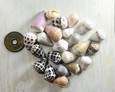 Hebrew Cone mix Shell japanese sea Shells of Okinawa small | eBay