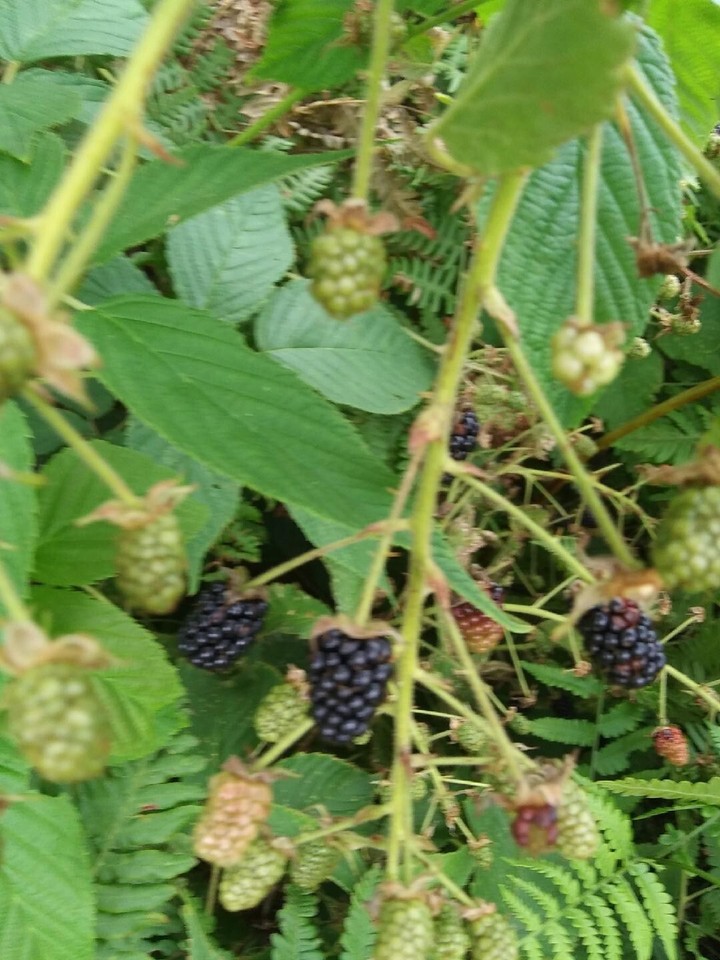 15 MAINE ORGANIC BLACKBERRY PLANT CUTTINGS CANES 2YO BRAMBLE RUBIS COLD ...