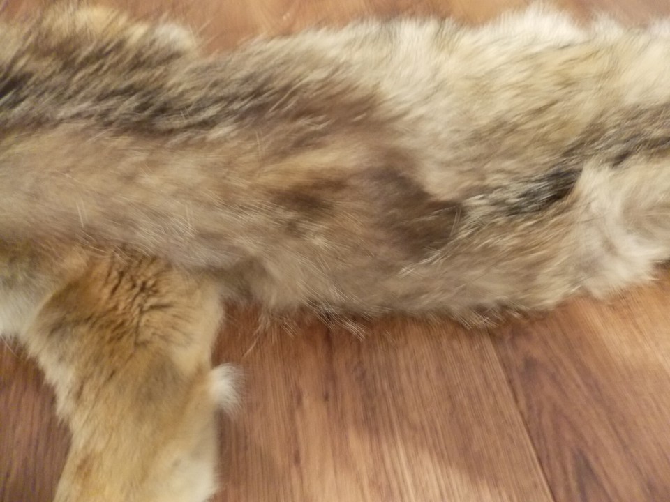 Taxidermy 53" long real genuine Coyote Pelt hide With Legs & Face | eBay