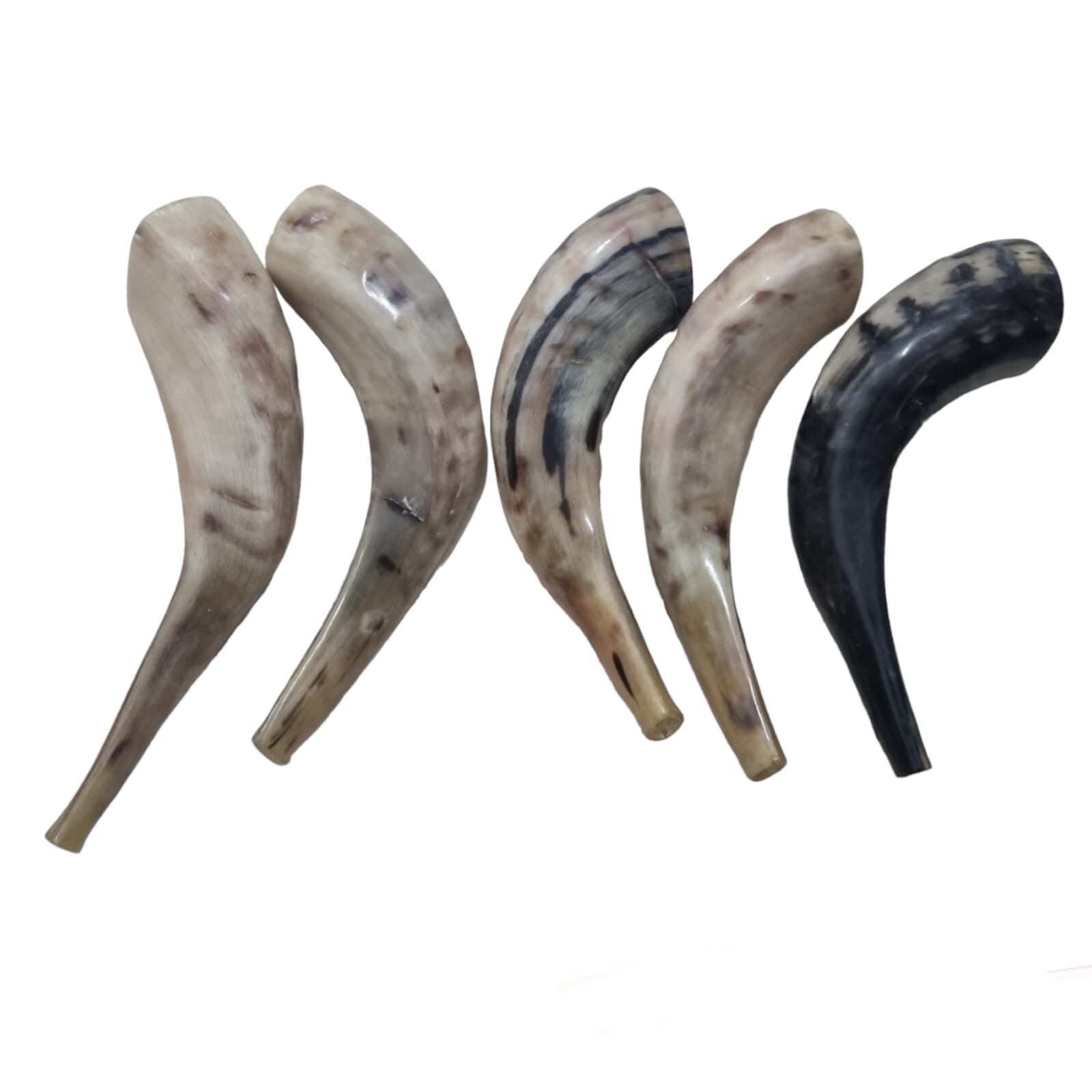 Sale For 5 x Rams Ram Ram's Horn Shofar 12-14" Clear Sound Shofars ...